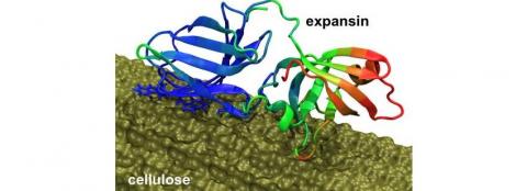 Loosing plant cell walls: Molecular dynamics simulations of bacterial ...
