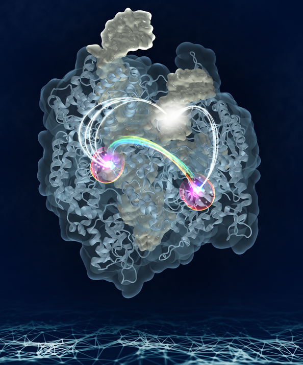 CCES stories: Clarisse Ricci – CCES Unicamp