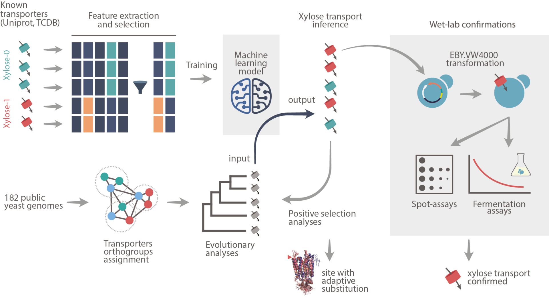 Machine learning and comparative genomics approaches for the discovery of xylose transporters in ...