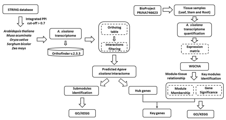 Analysis Of Protein Protein Interaction And Weighted Co Expression